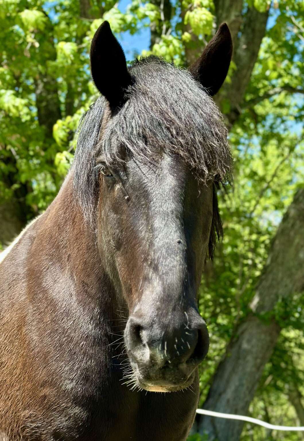 Horseback Riding Kentucky, Trail Rides | First Farm Inn