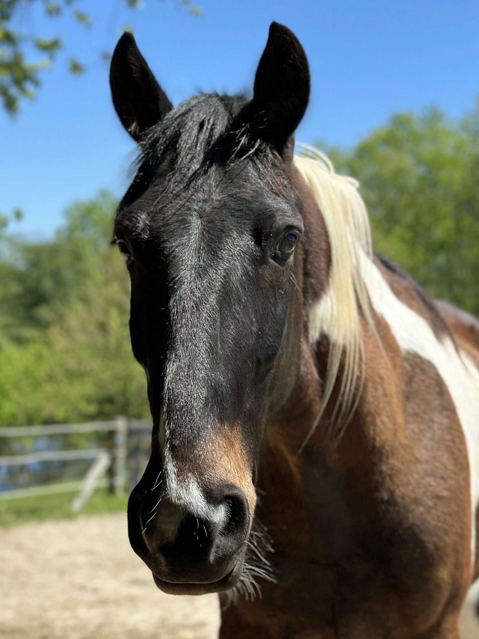 Horseback Riding Kentucky, Trail Rides | First Farm Inn